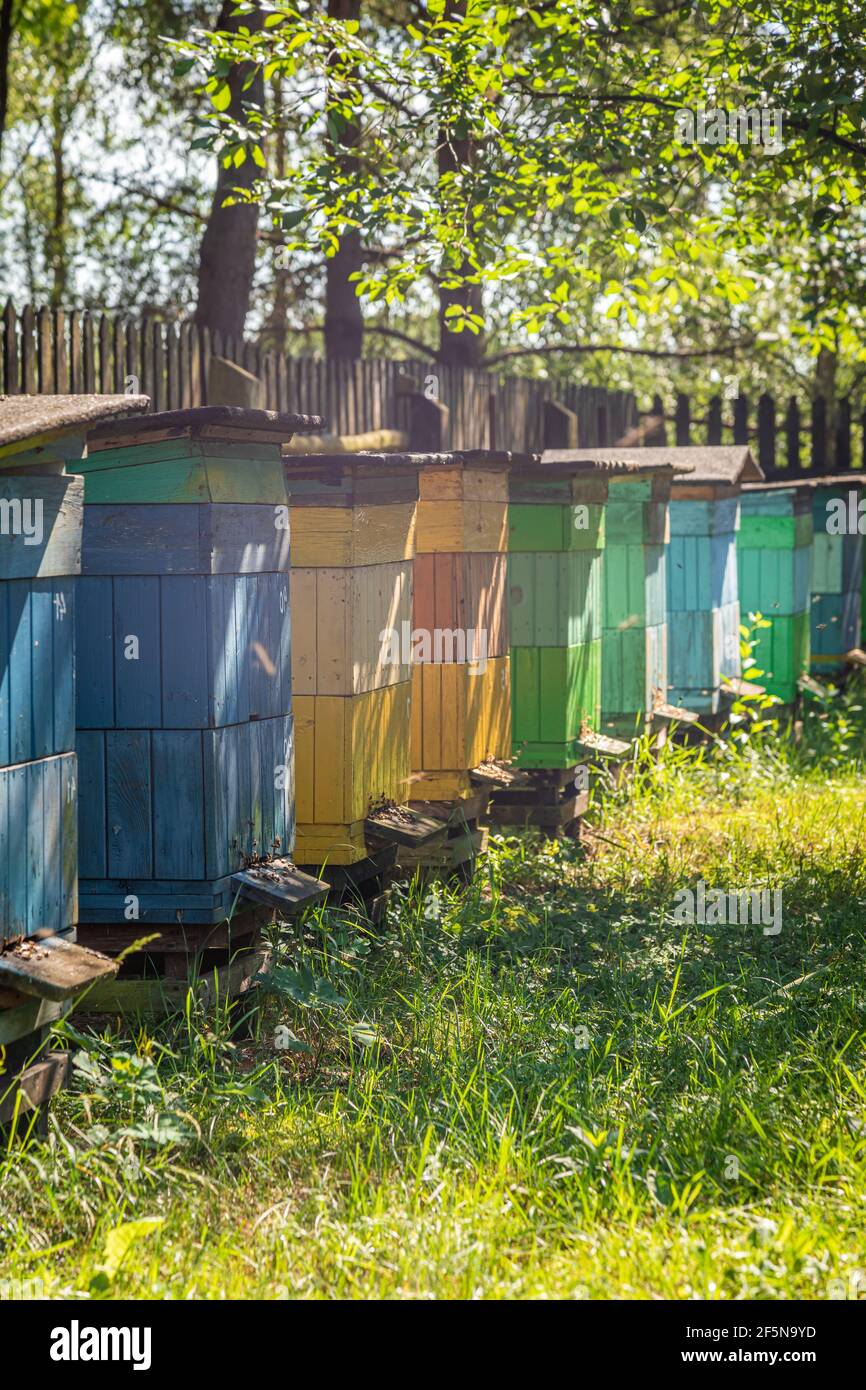Vintage apiary in the fruit orchard. Ecological honey production ...