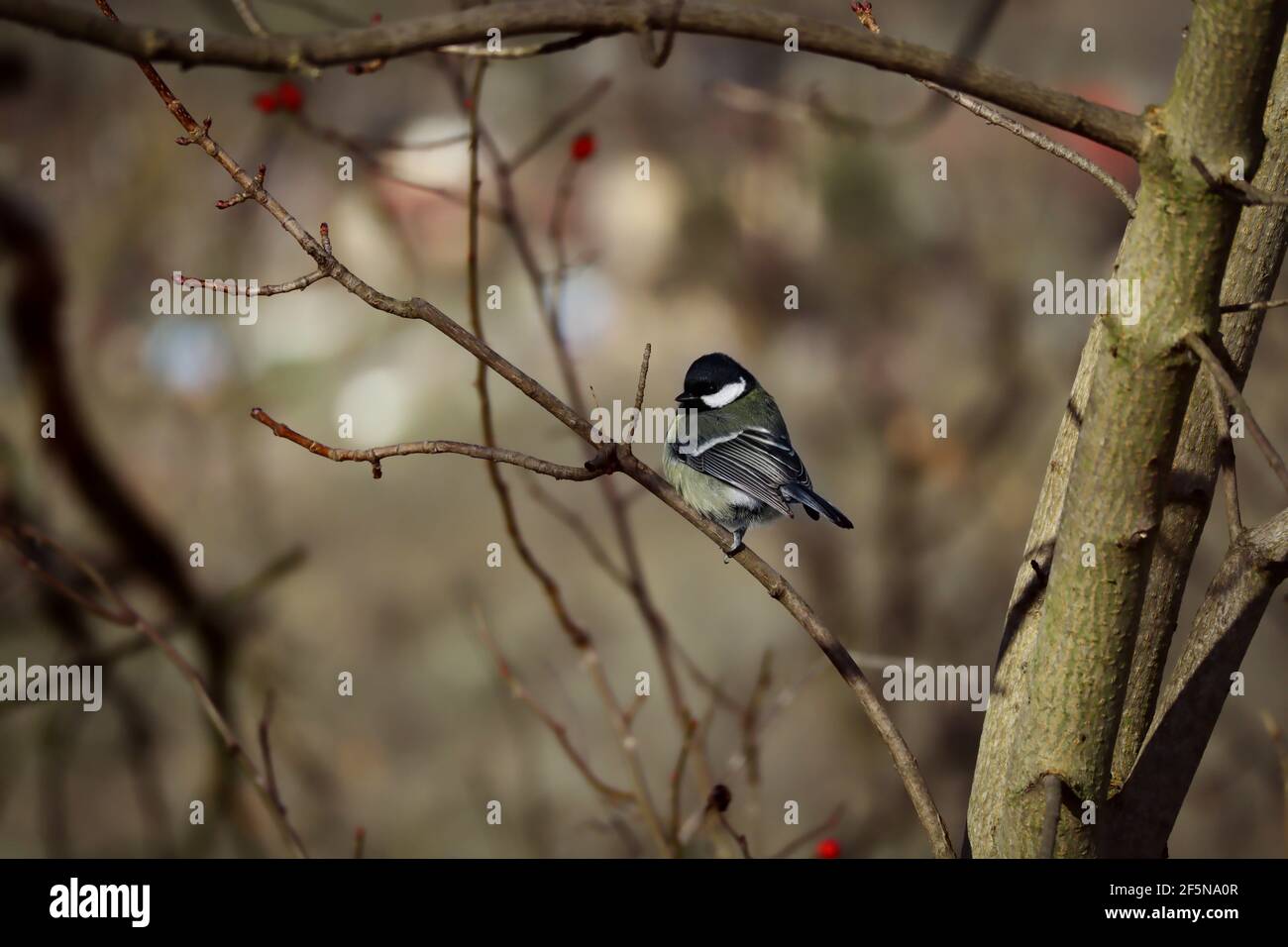 The Great Tit (Parus major) is a Passerine Bird in the Tit Family ...