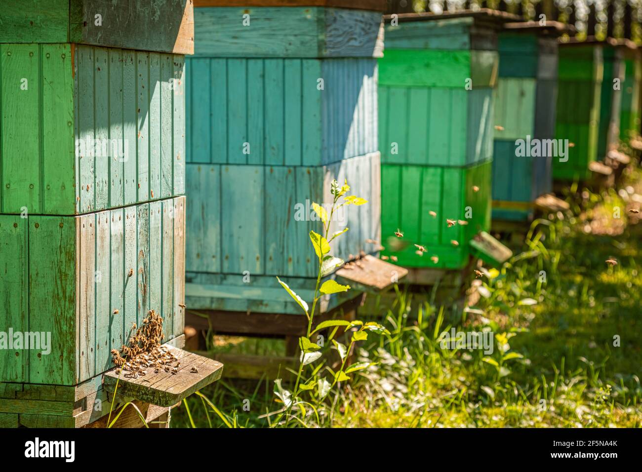 Handcraft apiary in the fruit orchard. Ecological honey production ...