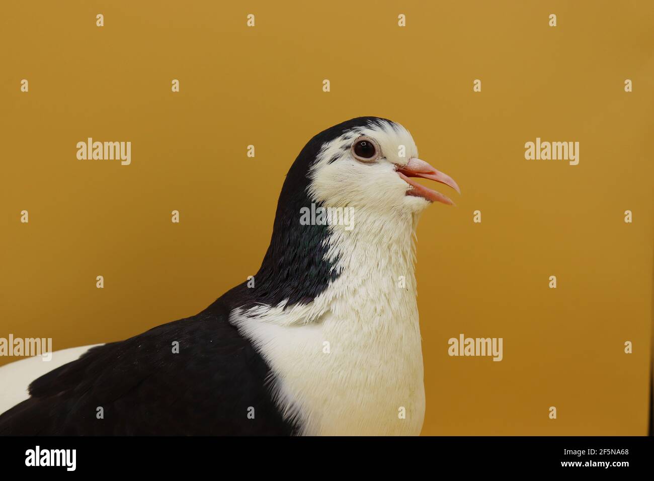 Black and white pigeon, white pigeon with black wings isolated Stock ...