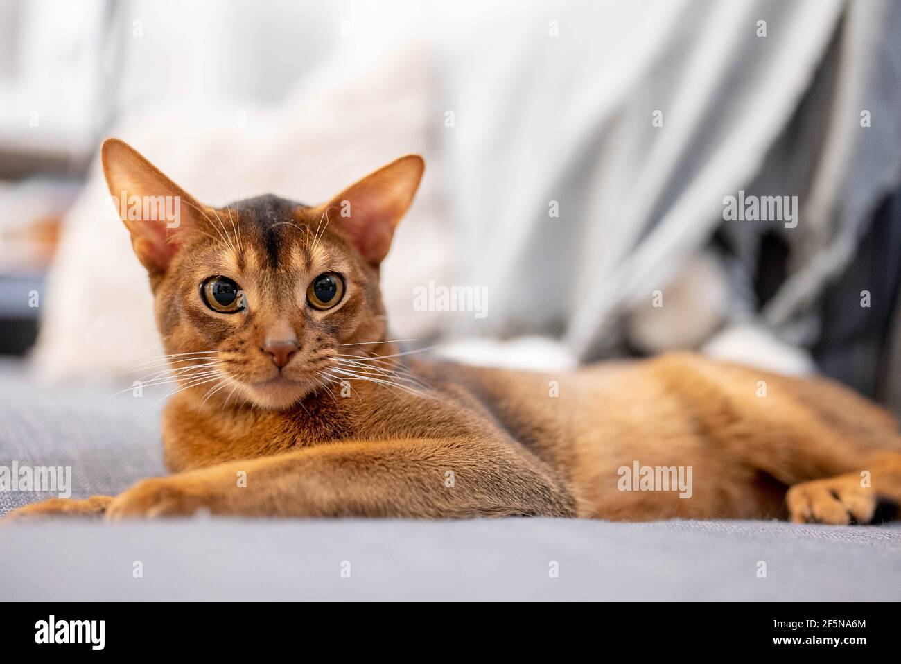 Abyssinia High Resolution Stock Photography and Images - Alamy