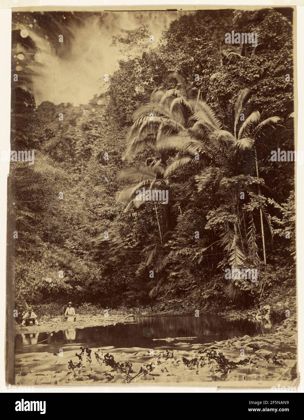 Jungle Scene with Palm Trees and Other Thick Foliage, Darién Expedition ...