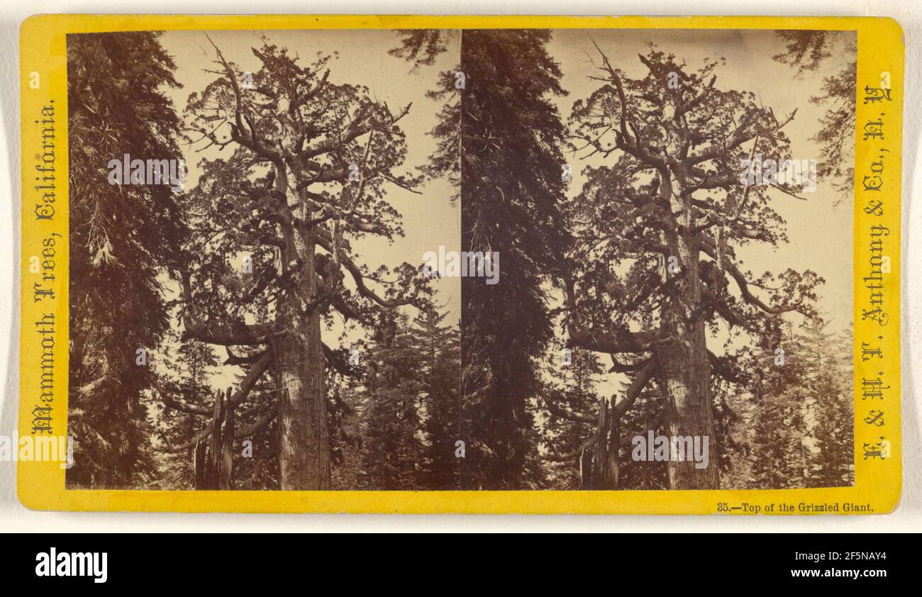 Top of the Grizzled Giant. Mammoth Trees, California. Edward and Henry ...