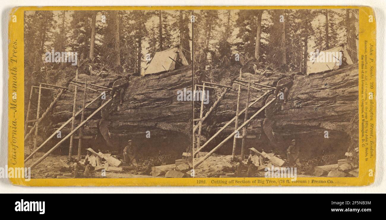 Cutting off Section of Big Tree, (78 ft. circum.) Frezno sic Co.. John ...