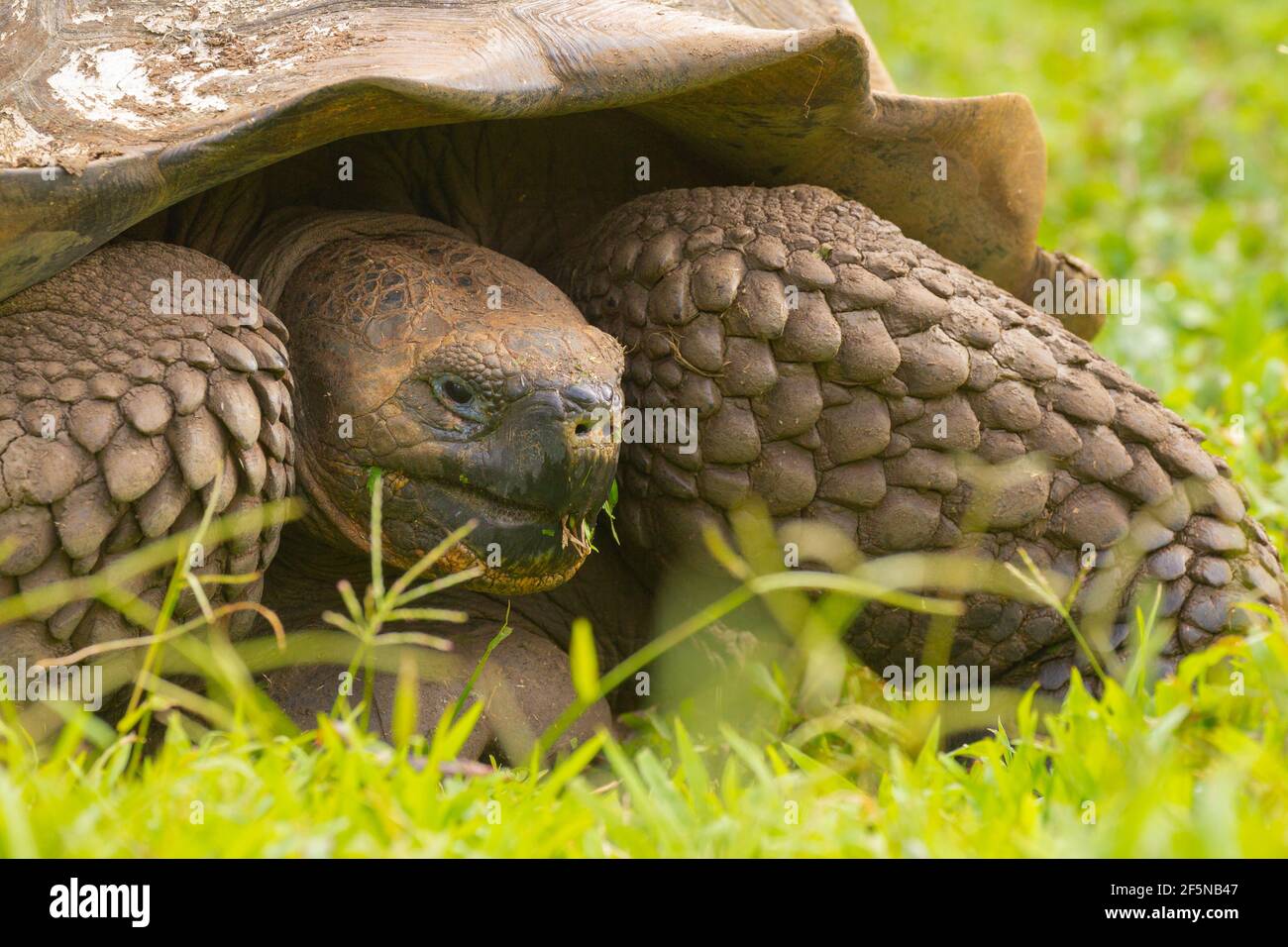 Chelonoidis hi-res stock photography and images - Alamy