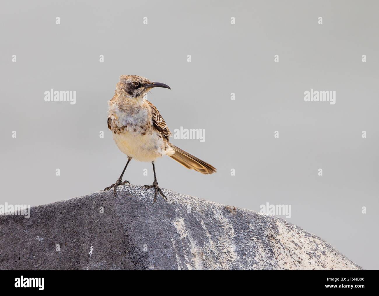 Espanola (Hood) Mockingbird (Nesomimus macdonaldi) standing on rock ...