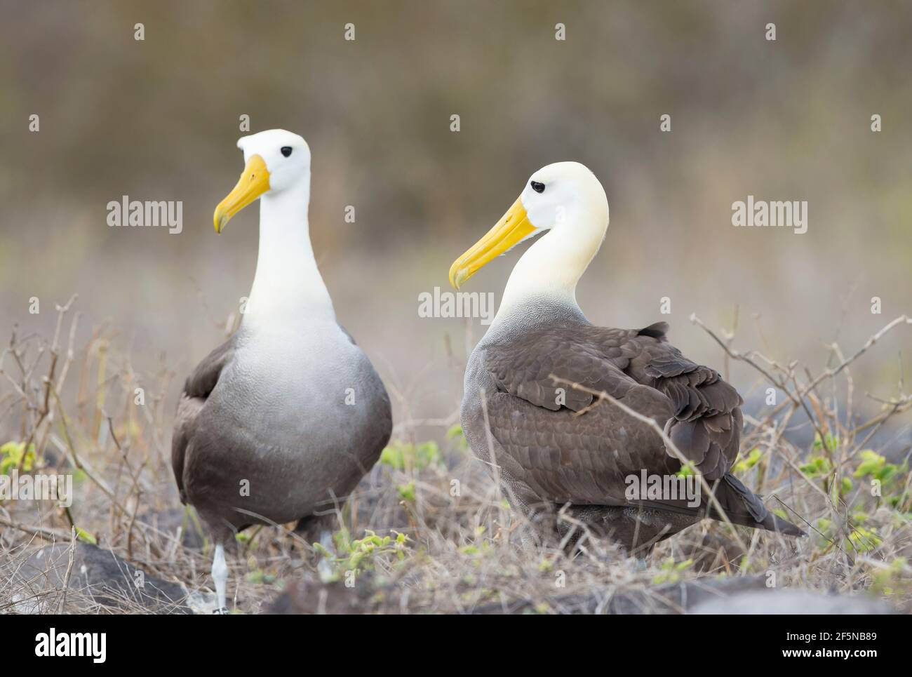 Diomedea irrorata hi-res stock photography and images - Alamy