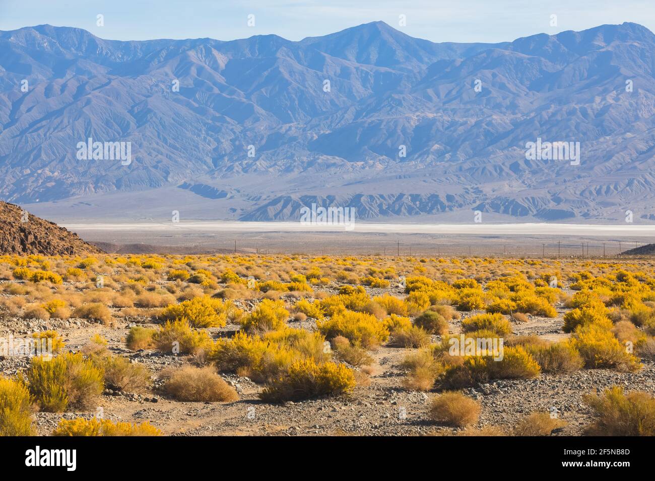 Desert shrub creosote bushes (Larrea tridentata) across the rugged ...