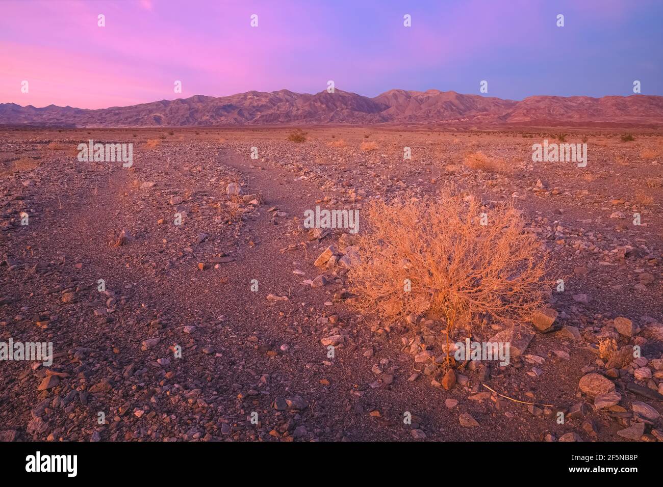 A colourful, vibrant sunset or sunrise over a dry desert shrub (Senna ...