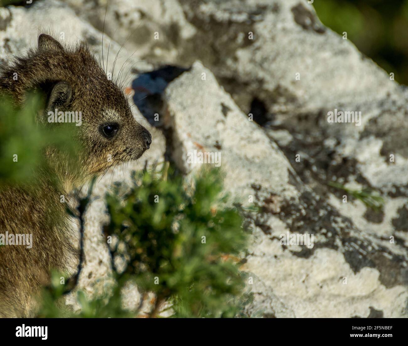 Cape hyrax procavia capensis hi-res stock photography and images - Alamy