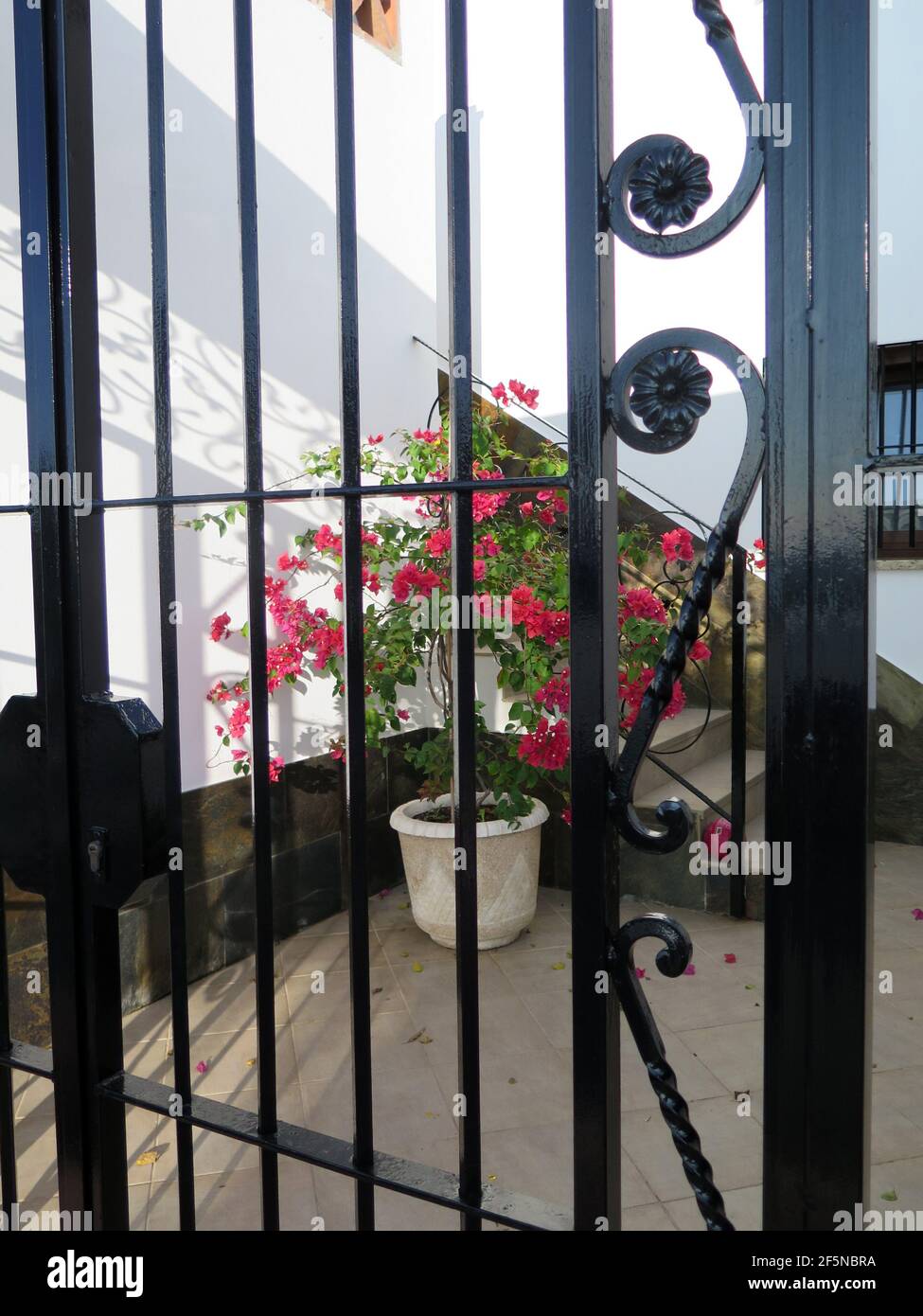Large Bougainvillea shrub growing in a Mediterranean patio behind ...