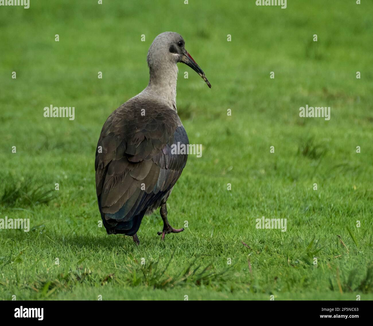 Hadeda ibis hi-res stock photography and images - Alamy