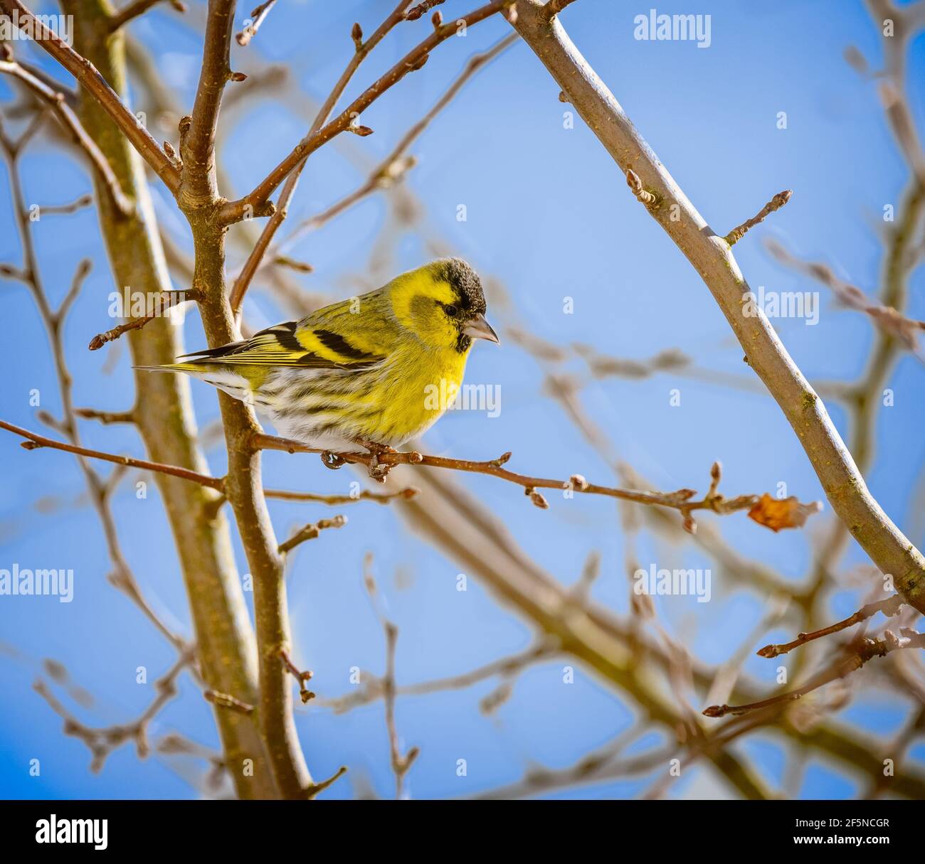 Male sitting on a twig hi-res stock photography and images - Alamy