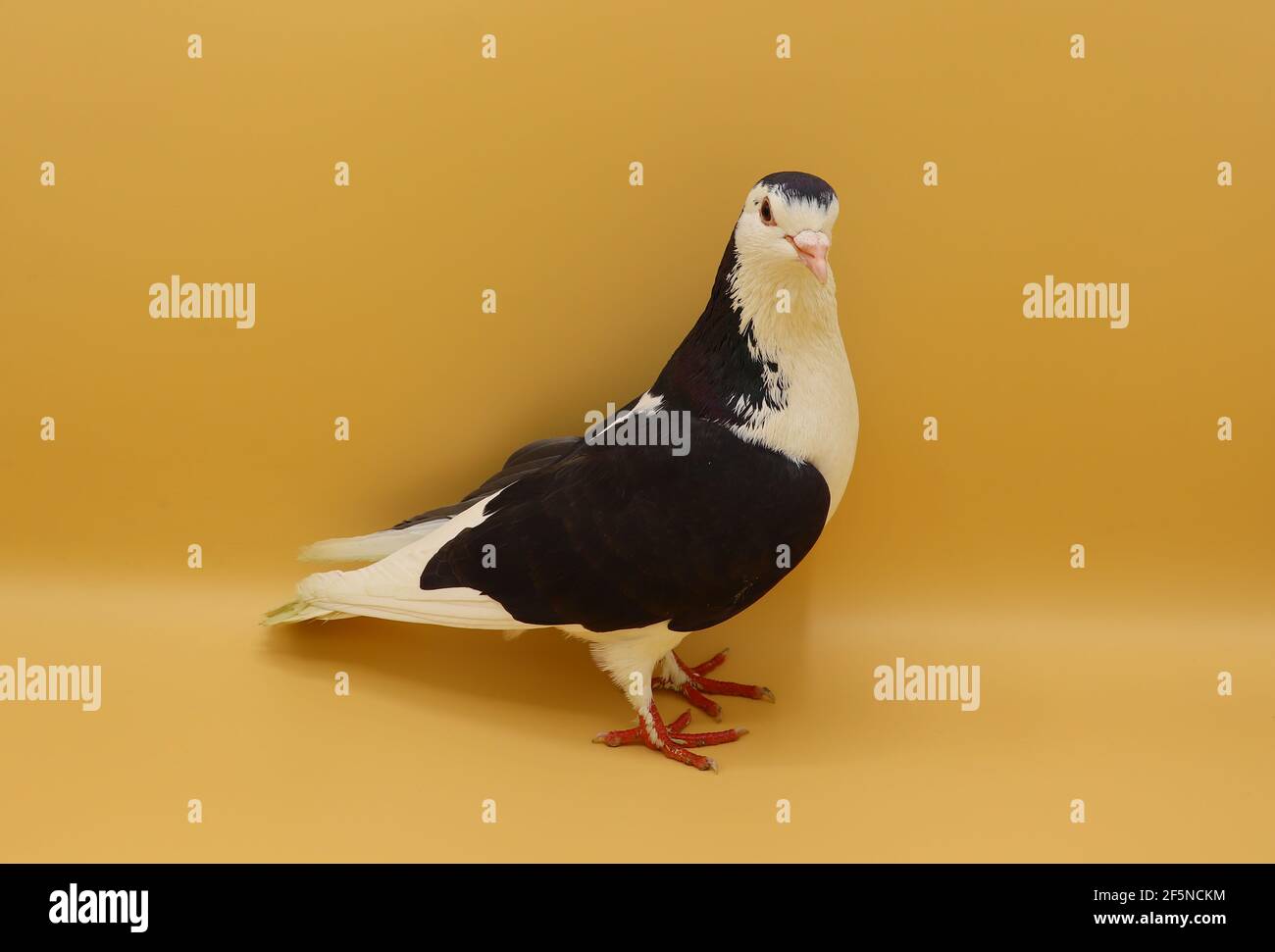 Tippler Pigeons Eye Sign