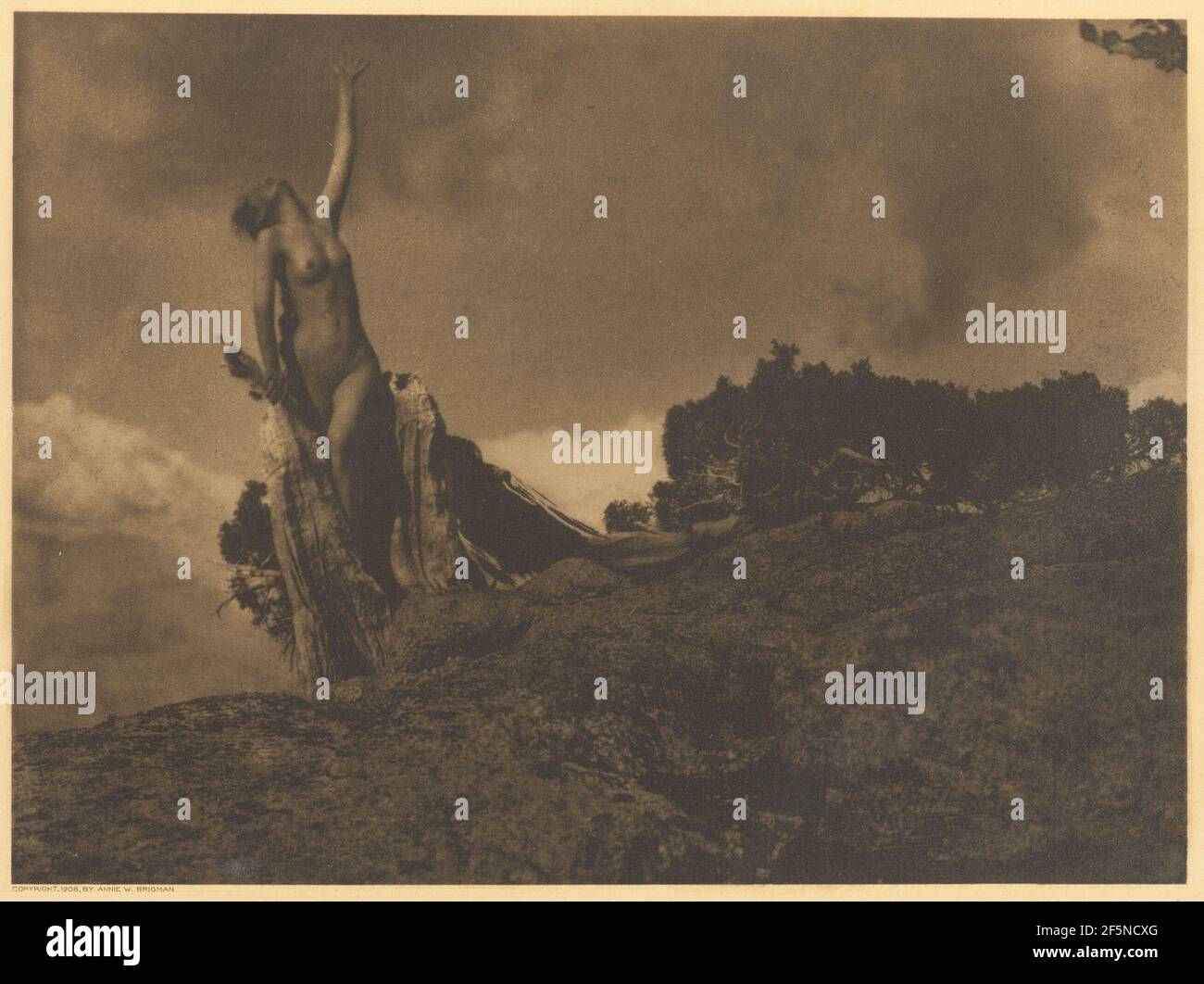 Soul of the Blasted Pine. Anne W. Brigman (American, 1869 - 1950 Stock ...