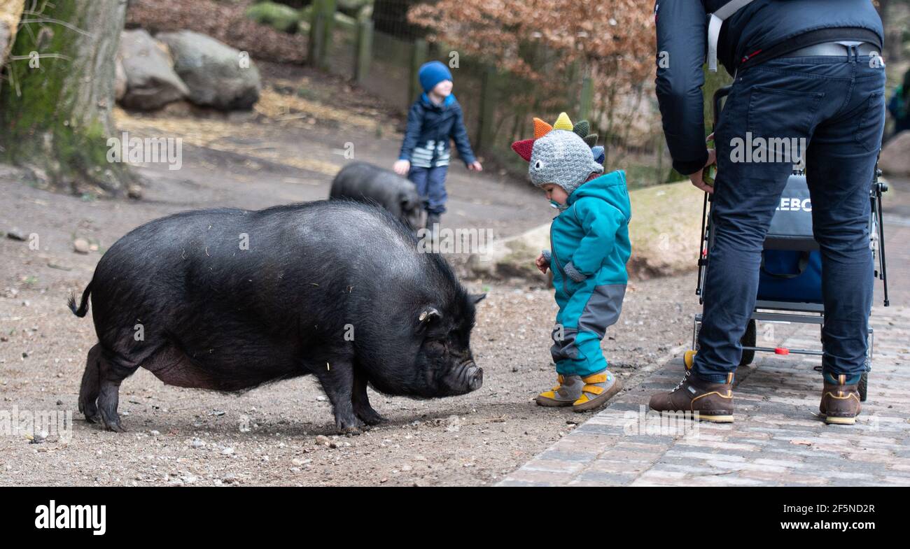 Rosengarten, Germany. 27th Mar, 2021. A child looks at a pot-bellied ...