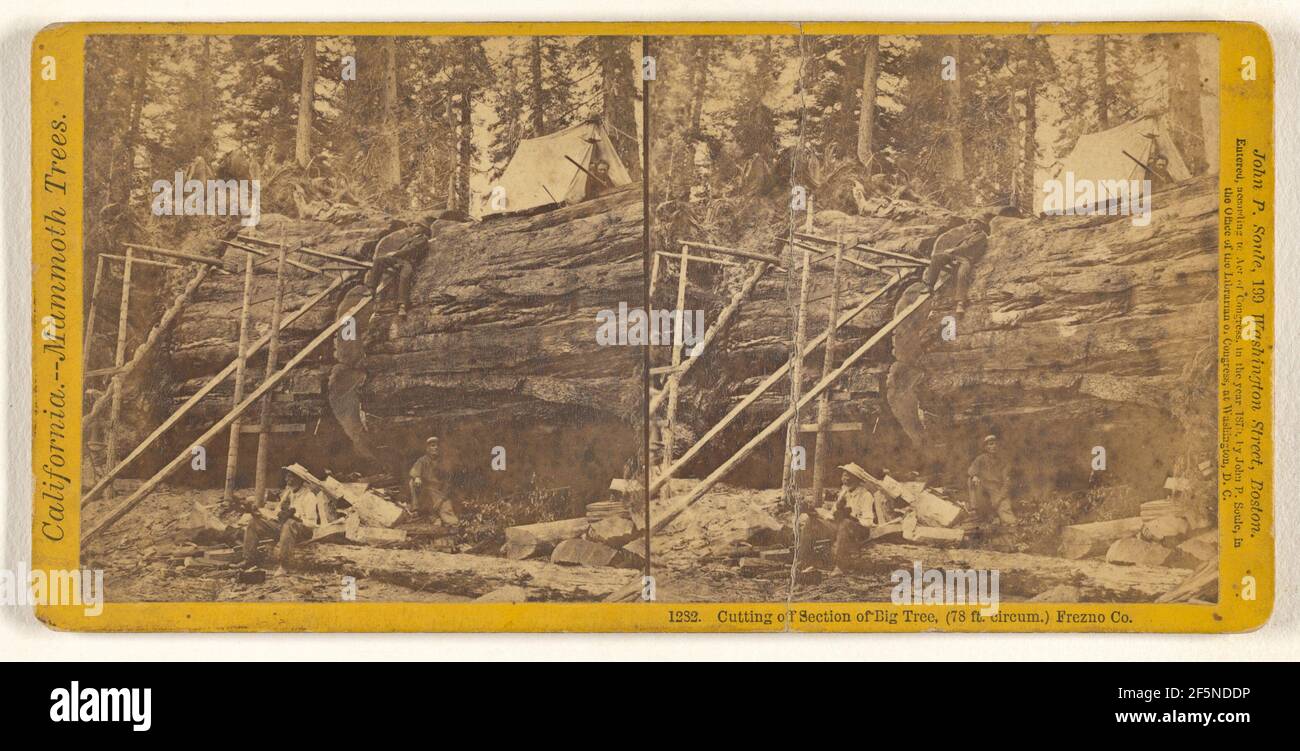 Cutting off Section of Big Tree, (78 ft. circum.) Frezno sic Co.. John ...