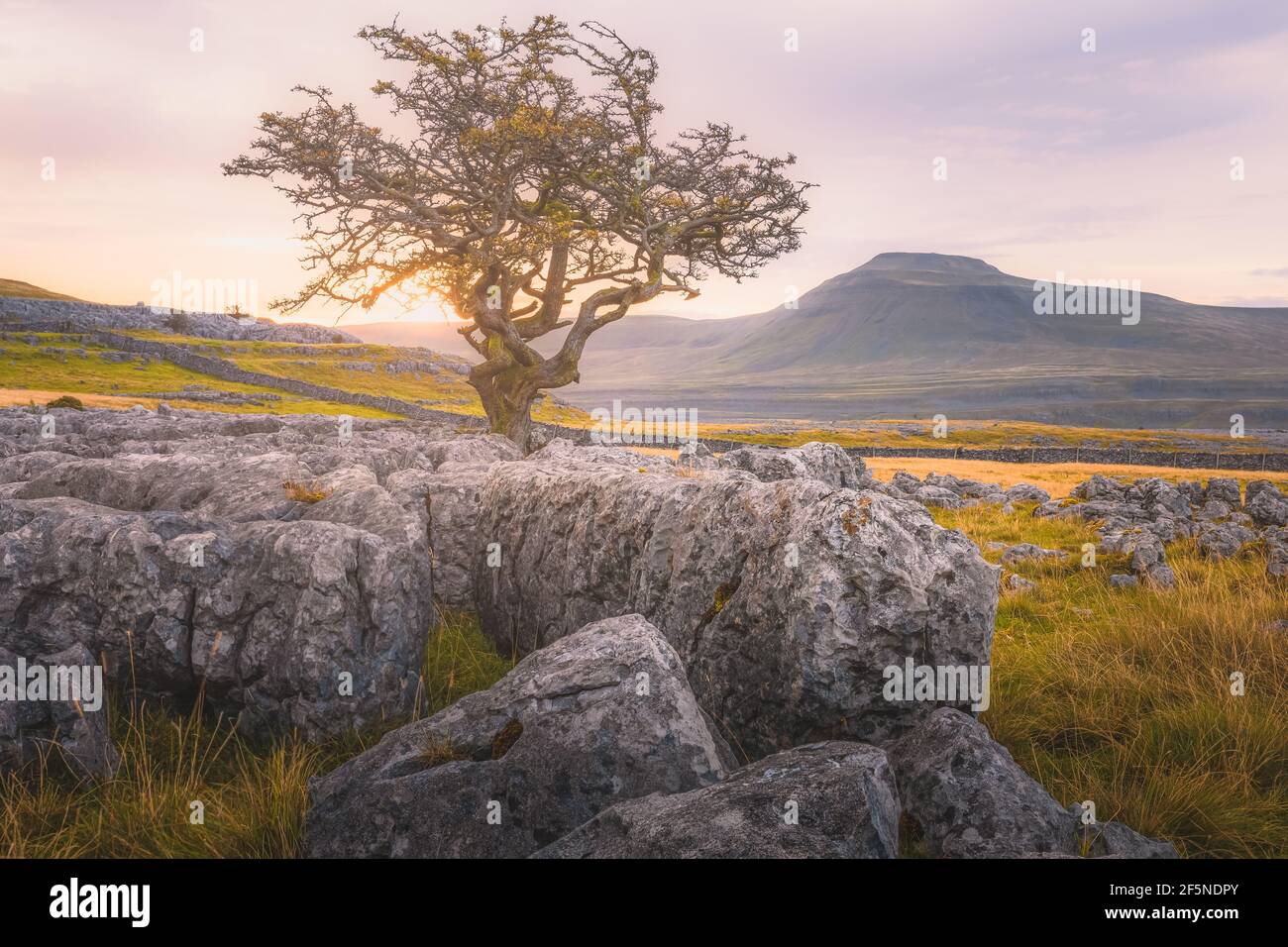 English hawthorn hi-res stock photography and images - Alamy