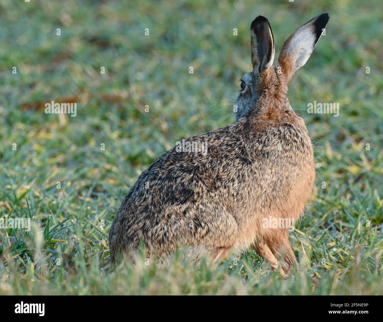 Hare Said Master High Resolution Stock Photography and Images - Alamy