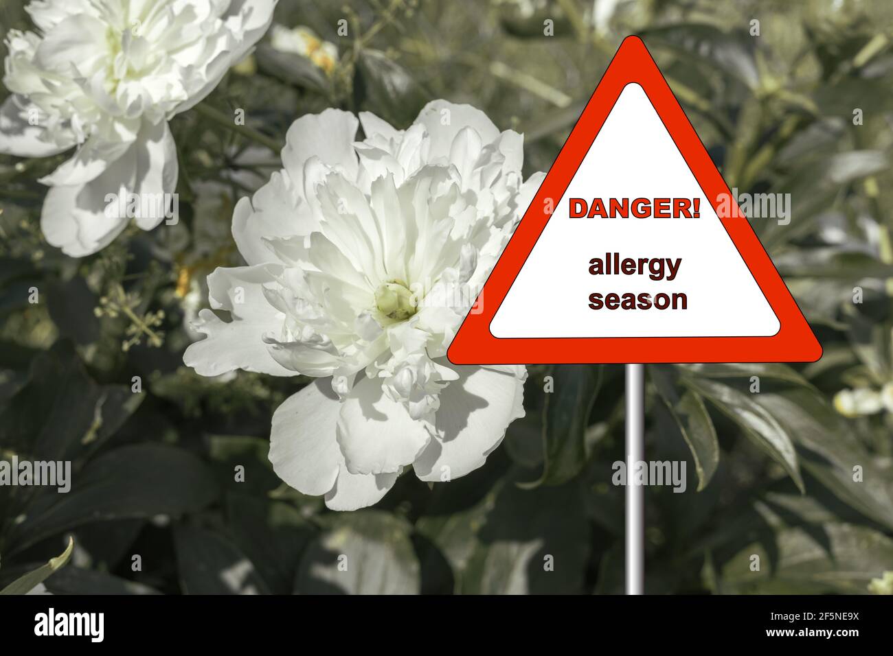warning sign: danger allergy season against the background of peony ...