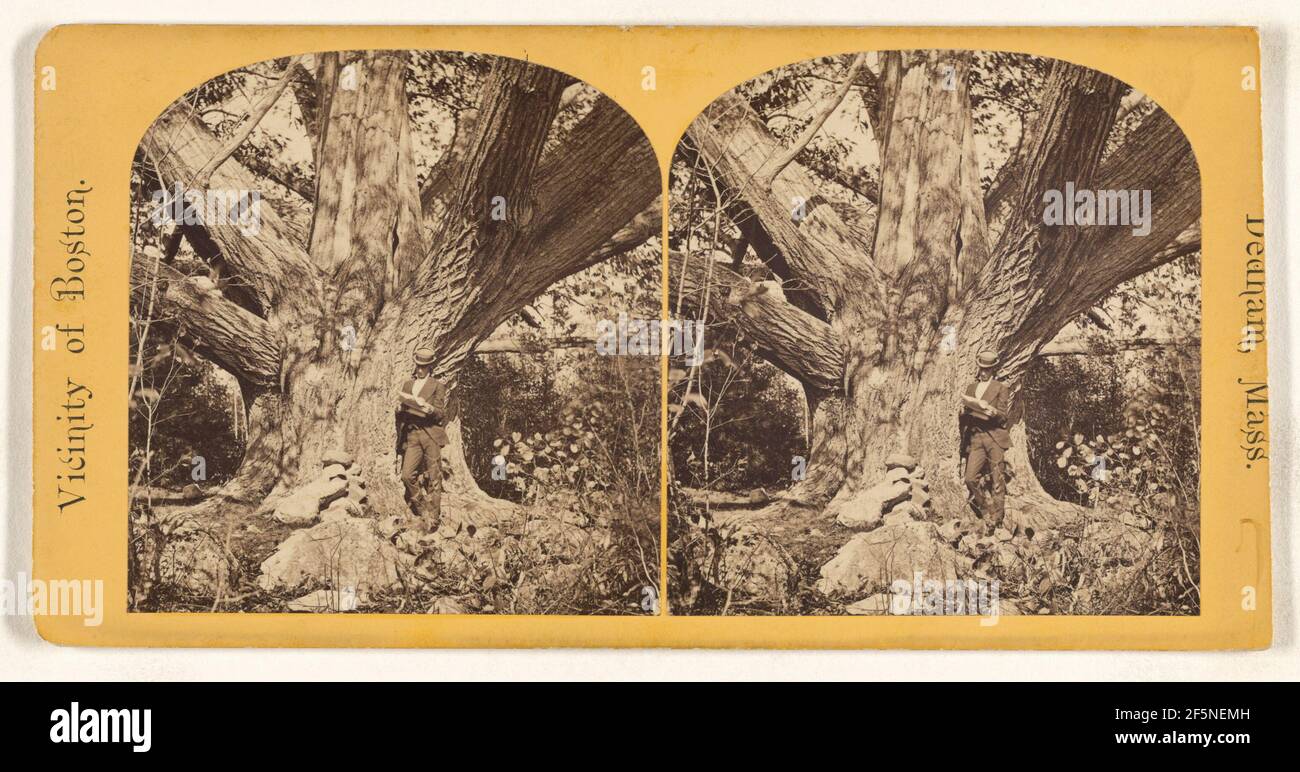 Old Chestnut Tree, Oak Dale, 32 feet in circumference. Dedham, Mass ...