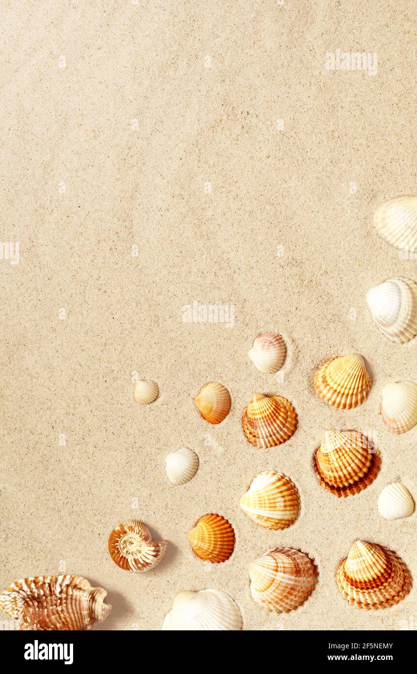 Seashells pattern on the sandy beach. Summer background Stock Photo - Alamy
