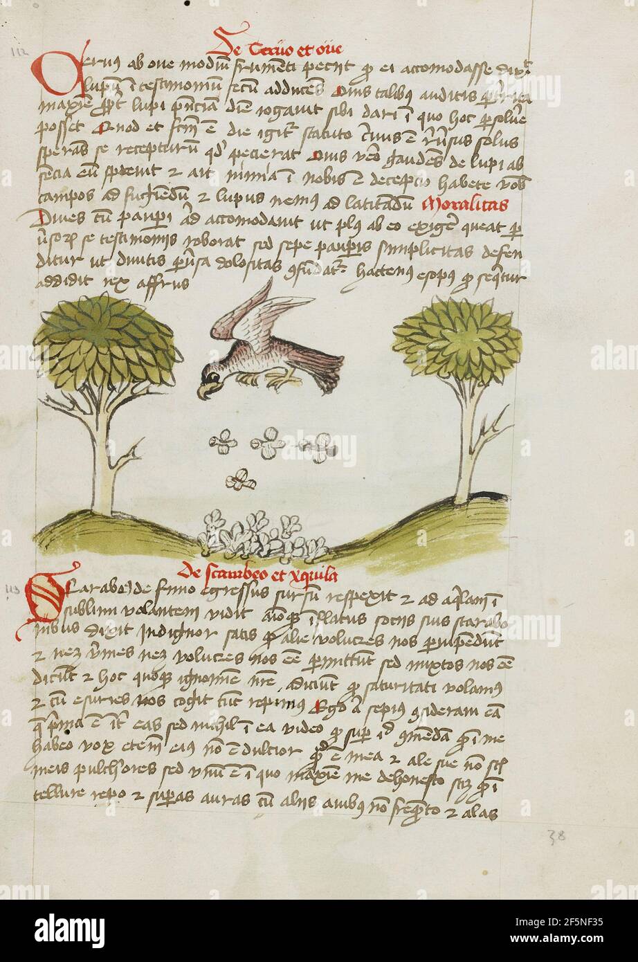 An Eagle Flying over a Swarm of Insects. Unknown Stock Photo - Alamy