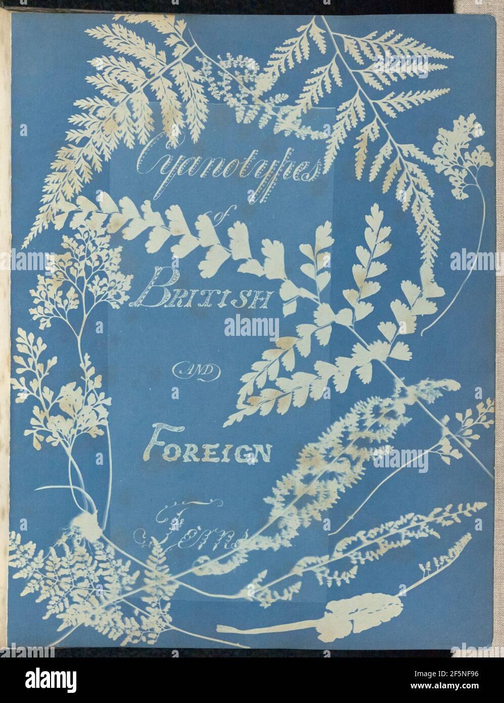 Cyanotypes hi-res stock photography and images - Alamy