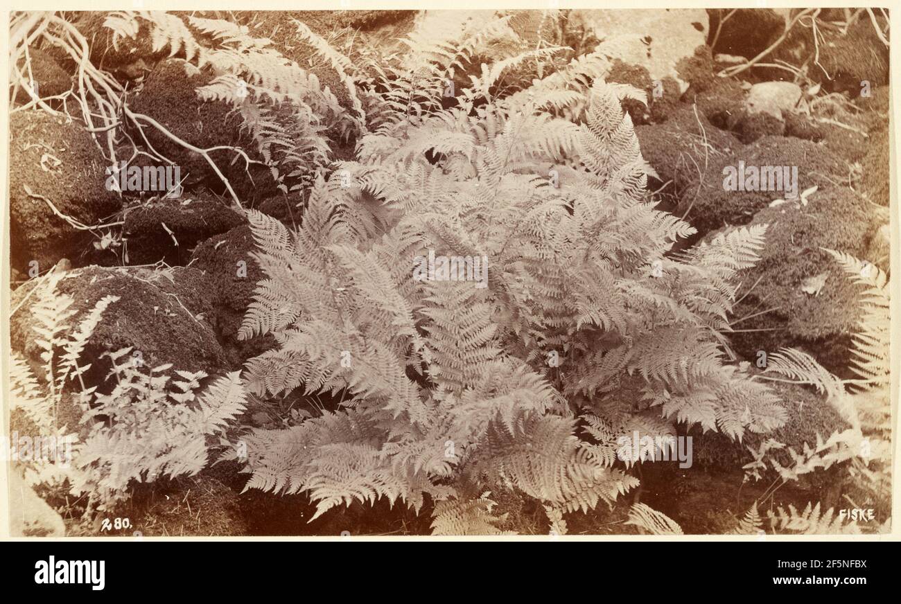 A Fern. Yosemite Valley.. George Fiske (American, 1835 - 1918 Stock ...