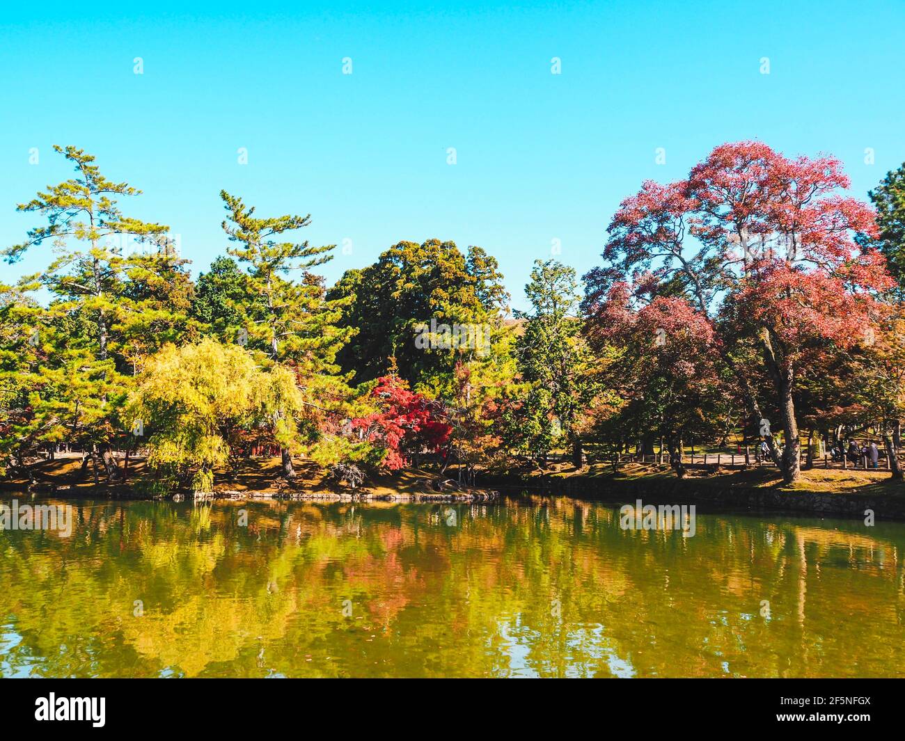 The view of forest or park in japan for relax with blue sky Stock Photo ...