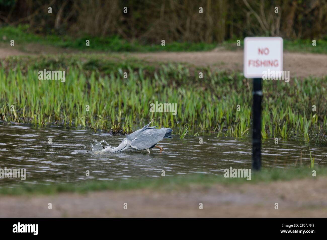 Barn Hill, Wembley Park, UK. 26th March 2021.Grey Heron (Ardea cinerea ...