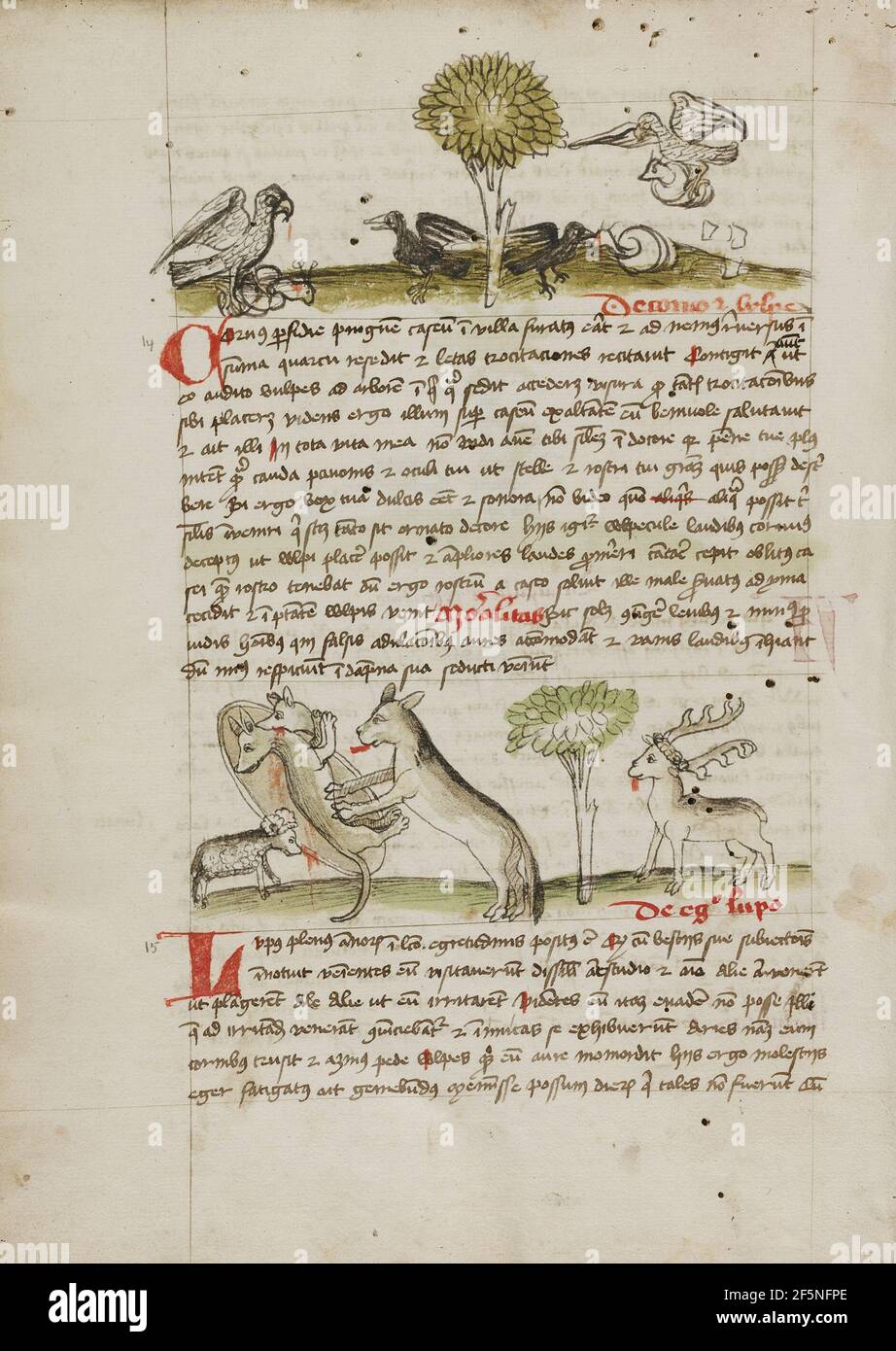 A Dog Biting a Wolf Laying Near his Den and Nearby a Sheep, a Donkey ...