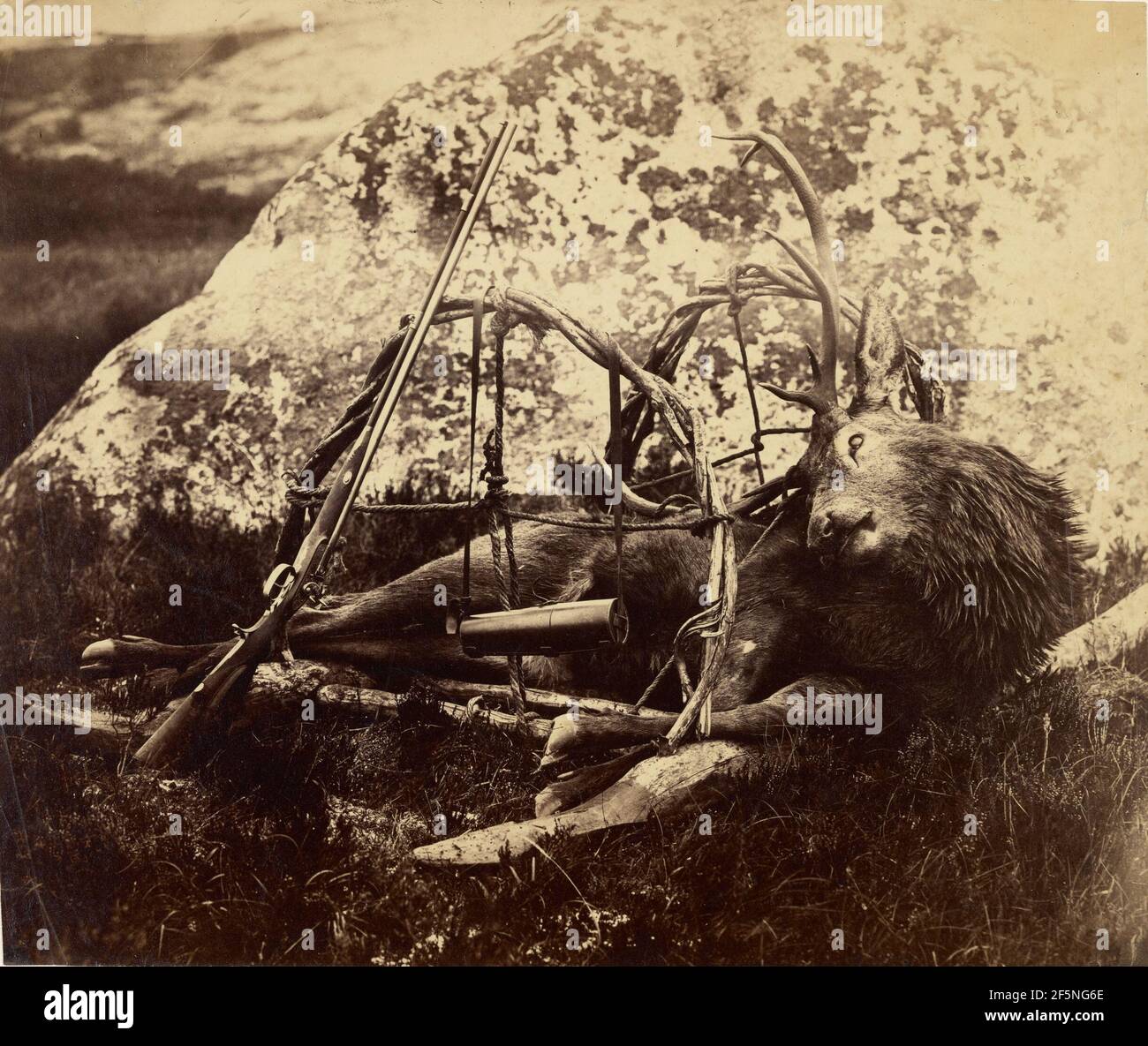 British stag hunting hi-res stock photography and images - Alamy