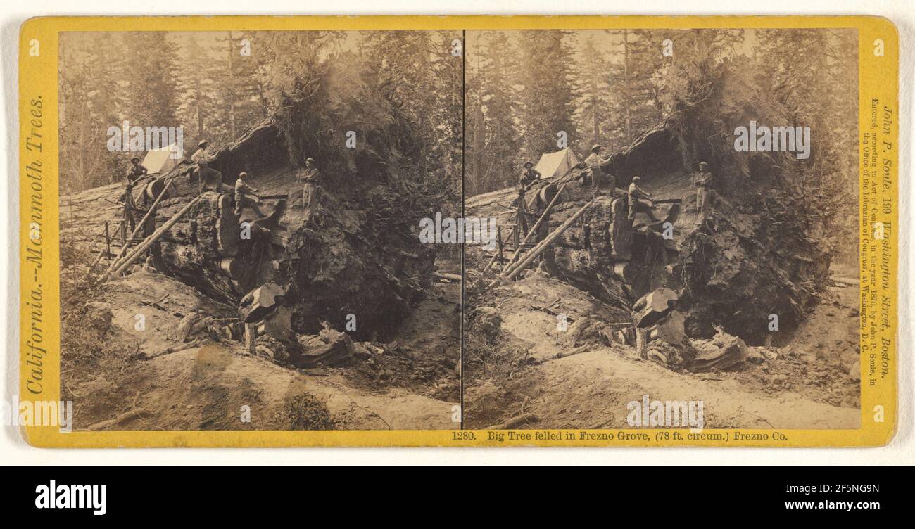 Big Tree felled in Frezno sic Grove, (78 ft. circum.) Frezno sic Co ...