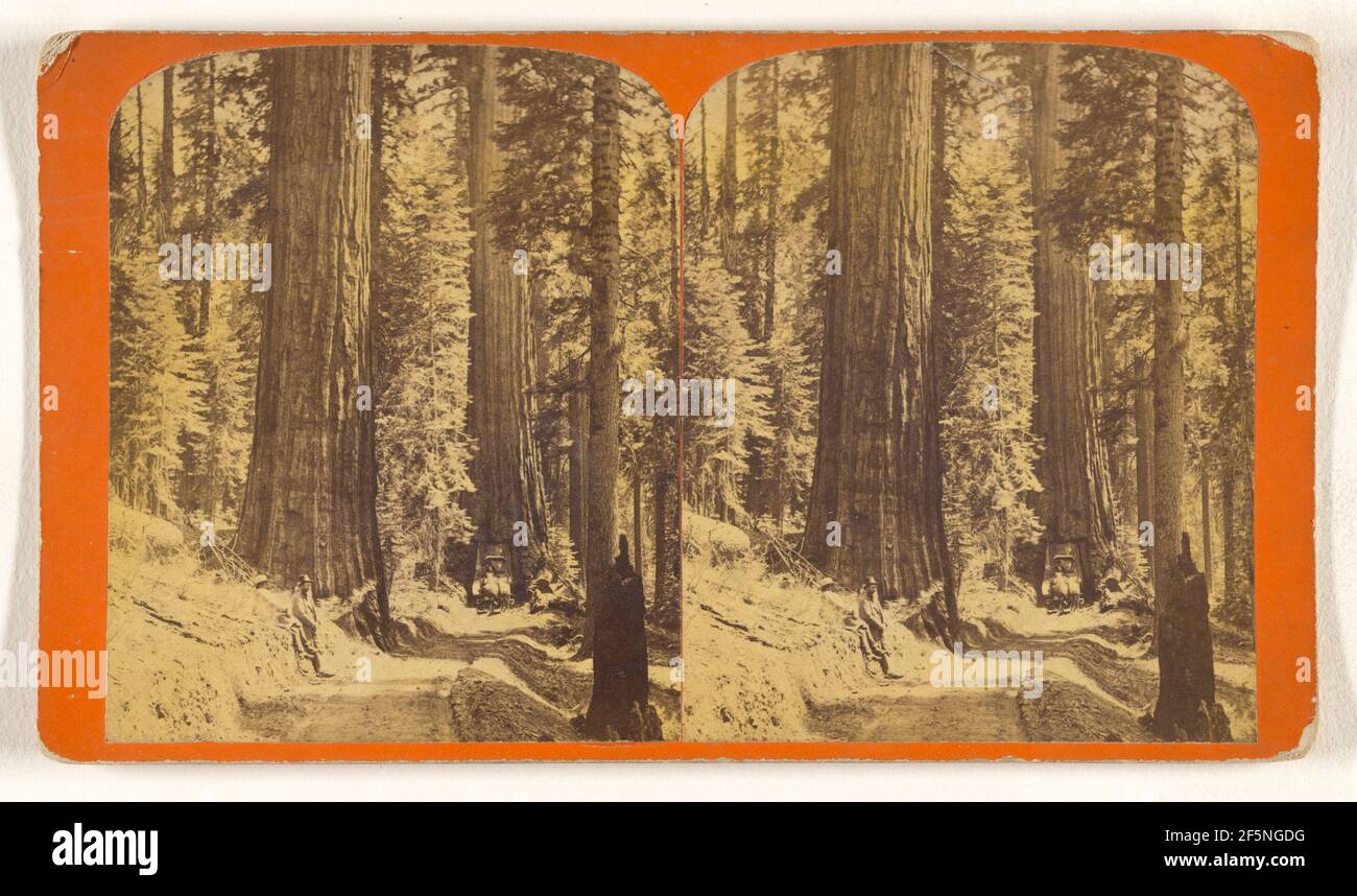 The Big Trees of the Mariposa Group.. C.R. Savage (American, born ...