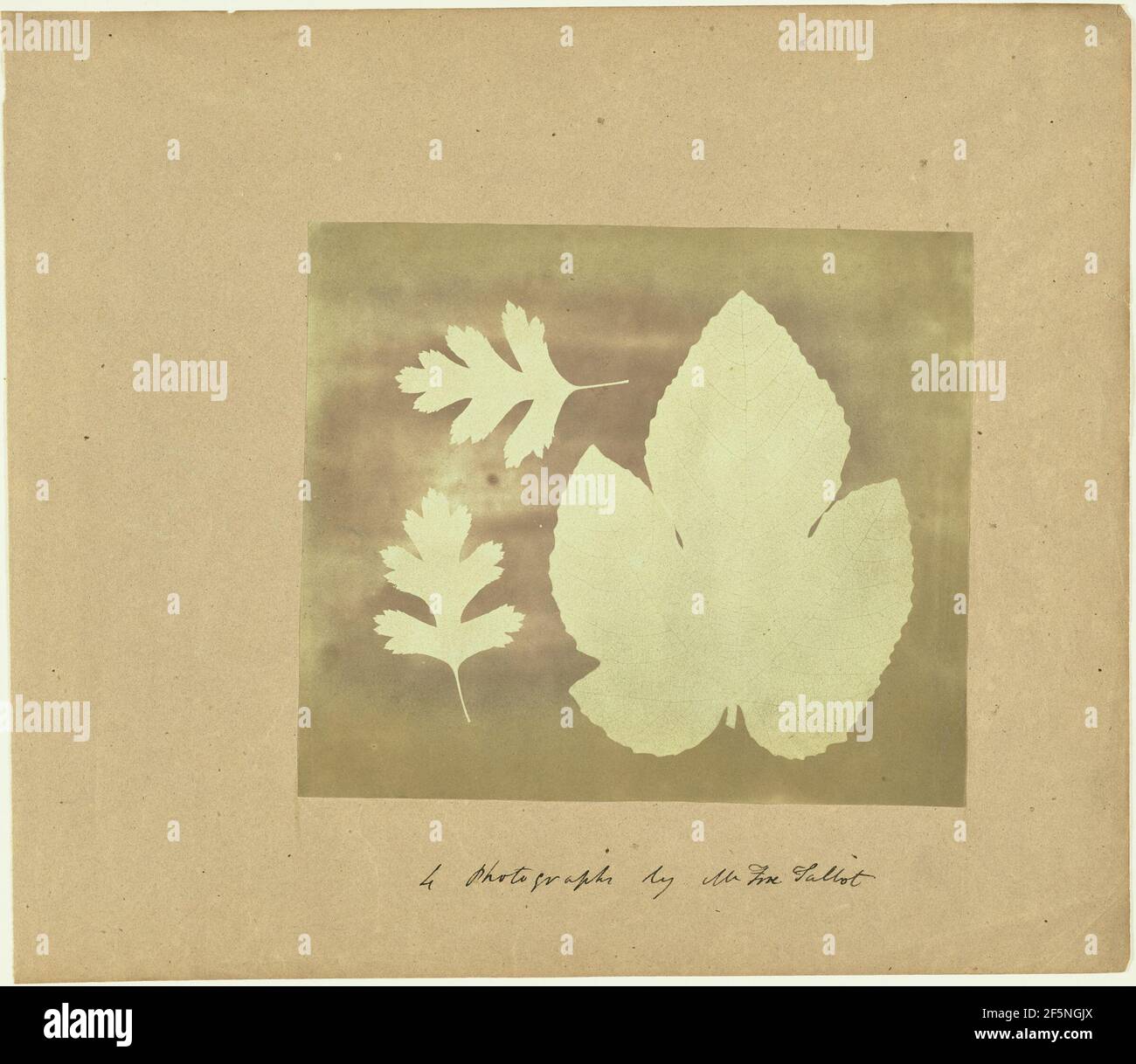 Two Hawthorn Leaves and a Fig Leaf. William Henry Fox Talbot (English ...