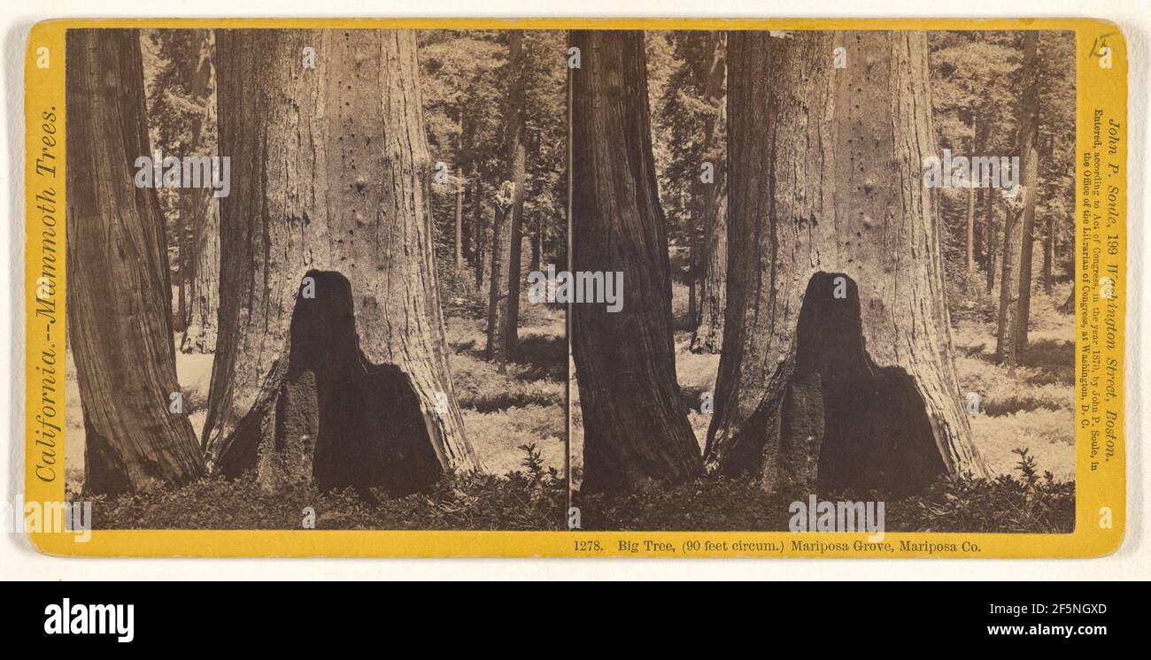 Big Tree, (90 feet circum.) Mariposa Grove, Mariposa Co.. John P. Soule ...