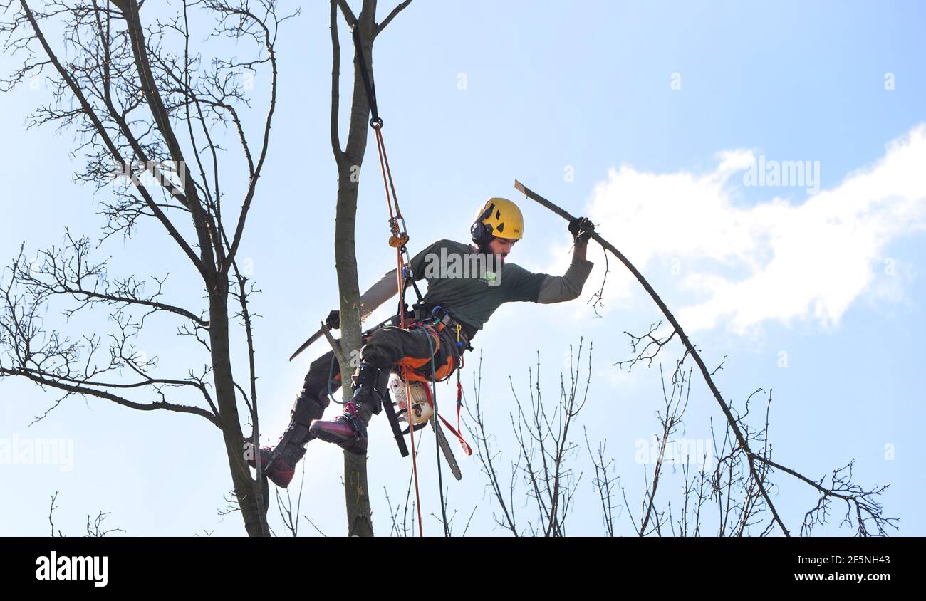 Cutting a tree branch off hi-res stock photography and images - Alamy