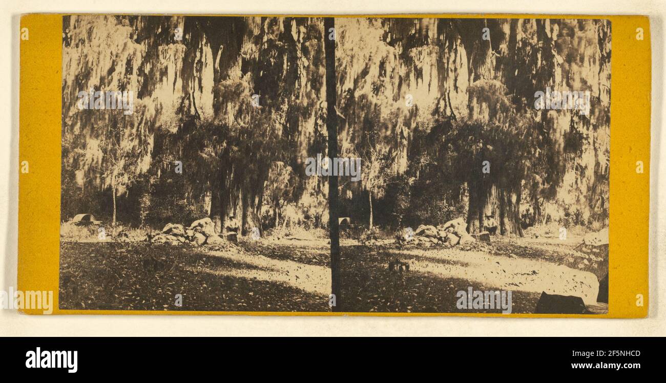 Bosque de Chapultepec. Julio Michaud (French, active Mexico City ...