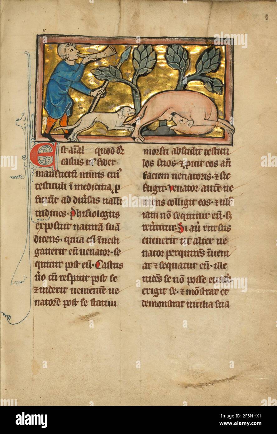 A Hunter Blowing his Horn While Attacking a Beaver. Unknown Stock Photo ...