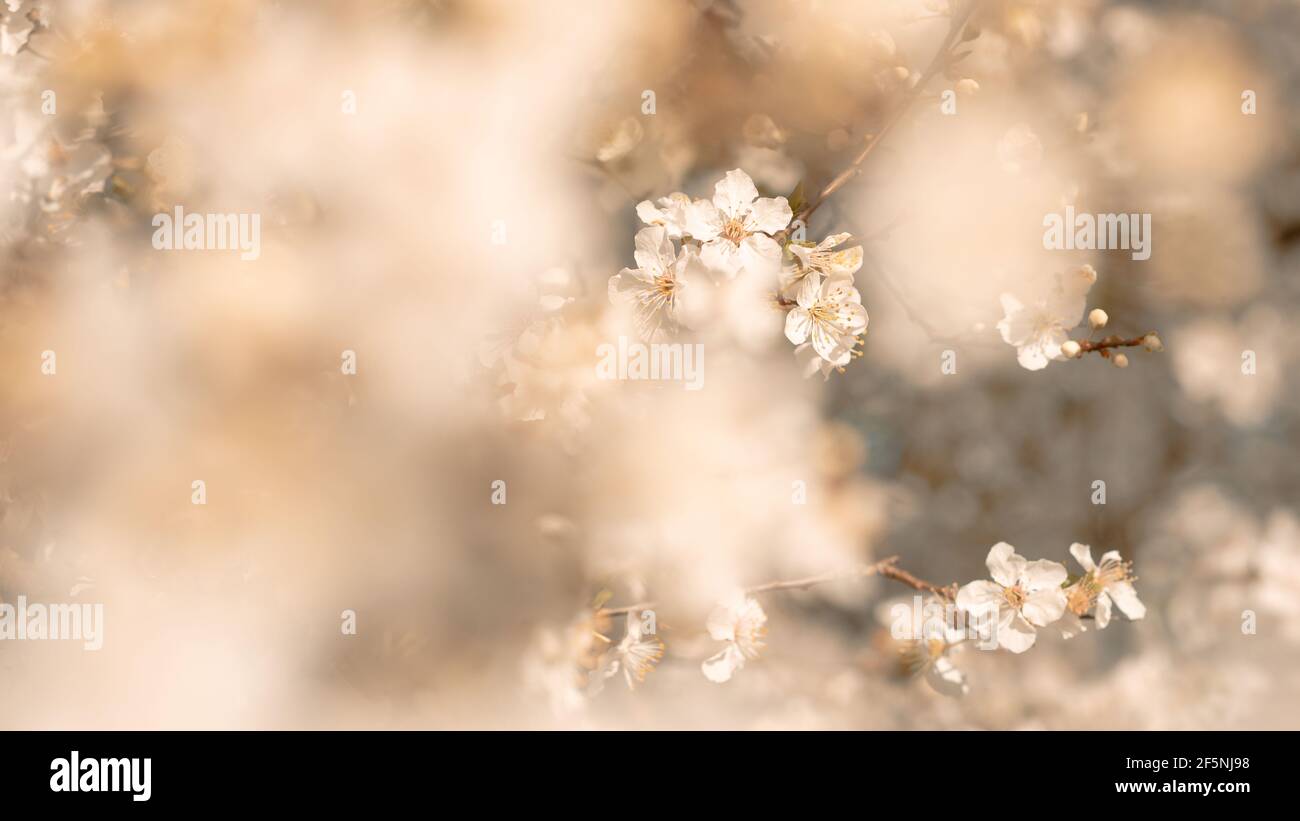 British blooming tree hi-res stock photography and images - Alamy