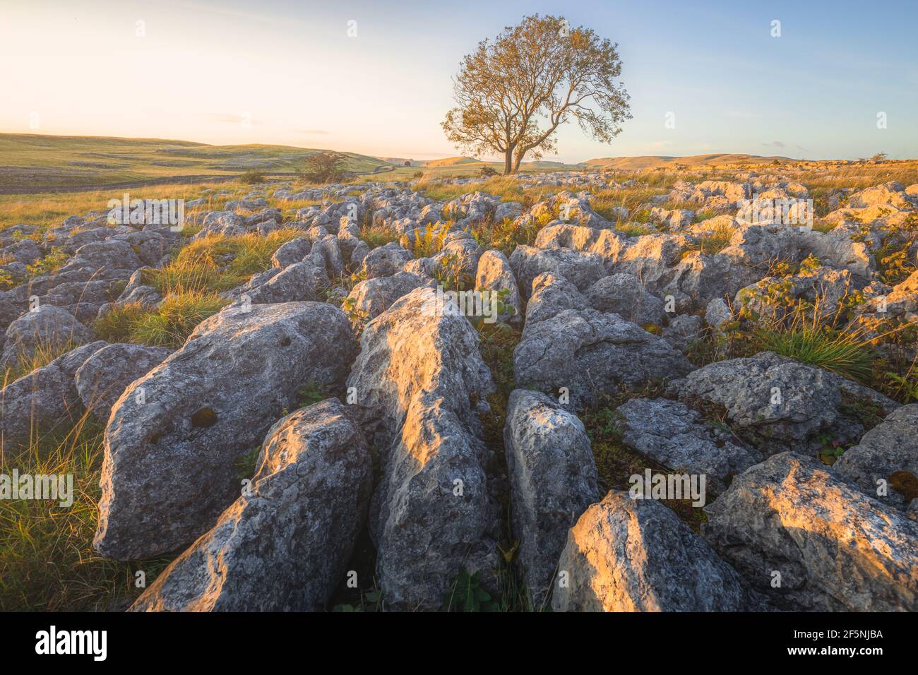 Limestone pavement ash tree hi-res stock photography and images - Alamy