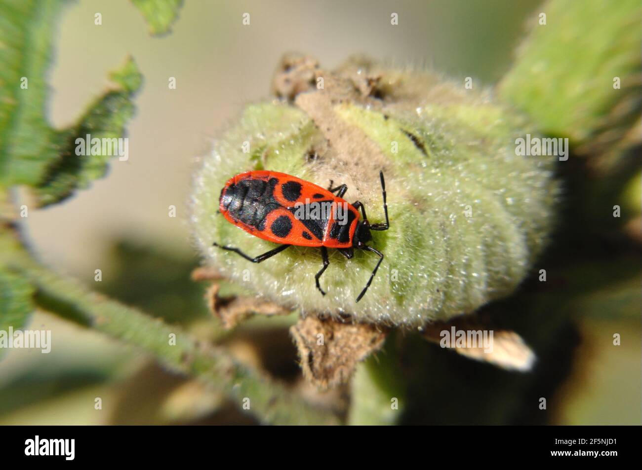 Feuerwanze (Pyrrhocoris apterus) auf Stockrosensamenkapsel Stock Photo ...