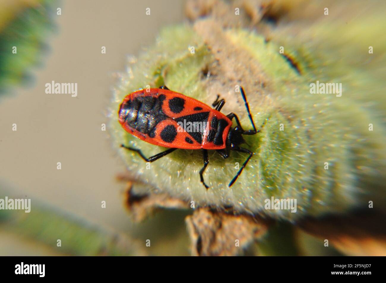 Feuerwanze (Pyrrhocoris apterus) auf Stockrosensamenkapsel Stock Photo ...