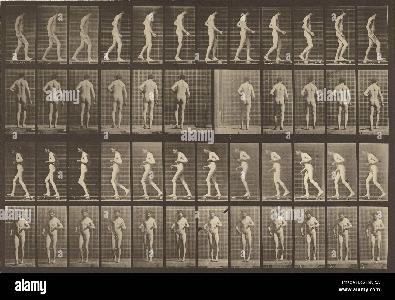 Eadweard Muybridge Animal Locomotion High Resolution Stock Photography ...