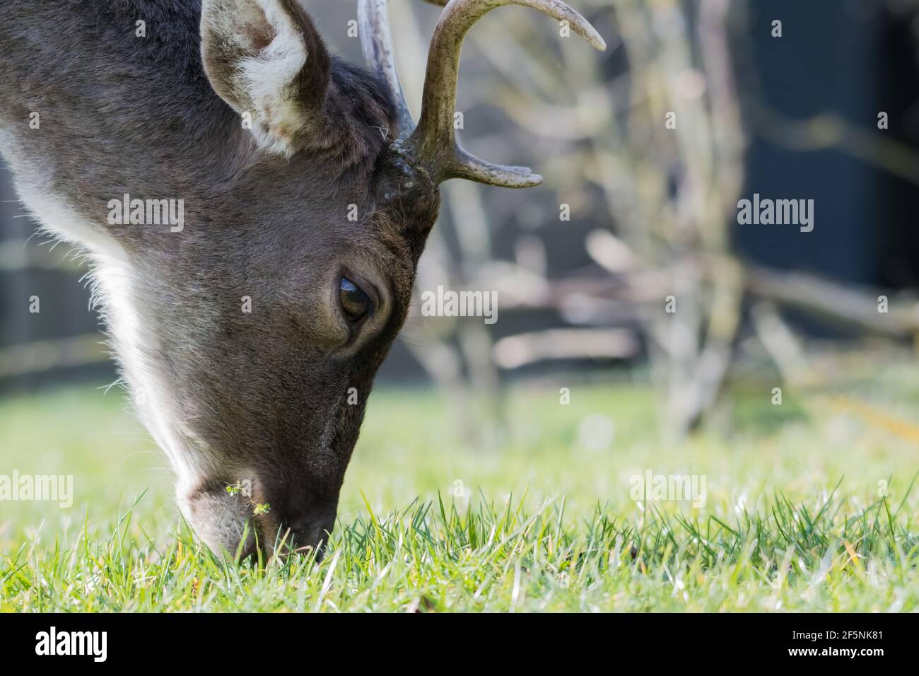 Beautiful male fallow deer eating grass, photographed in the dunes of ...