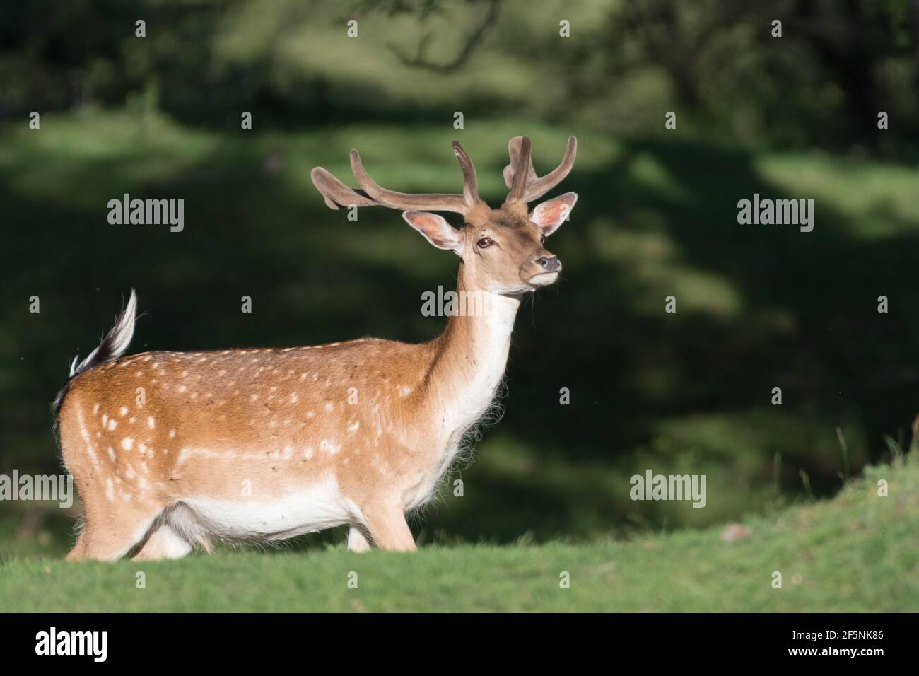 Beautiful male fallow deer in the dunes of the Netherlands Stock Photo ...