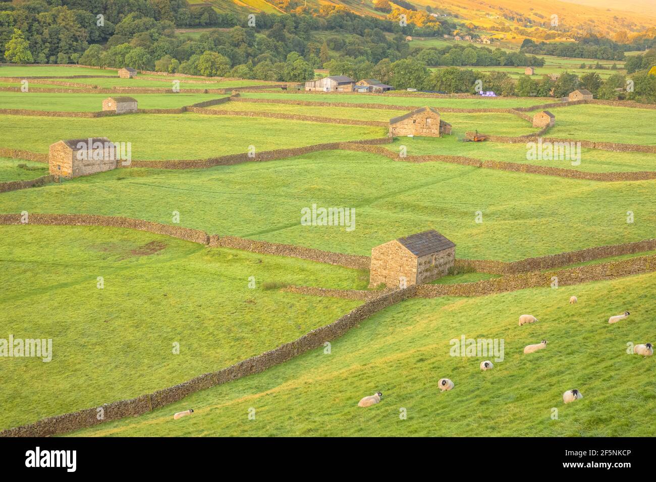 Old stone barns, stone walls and sheep at the village of Gunnerside in ...