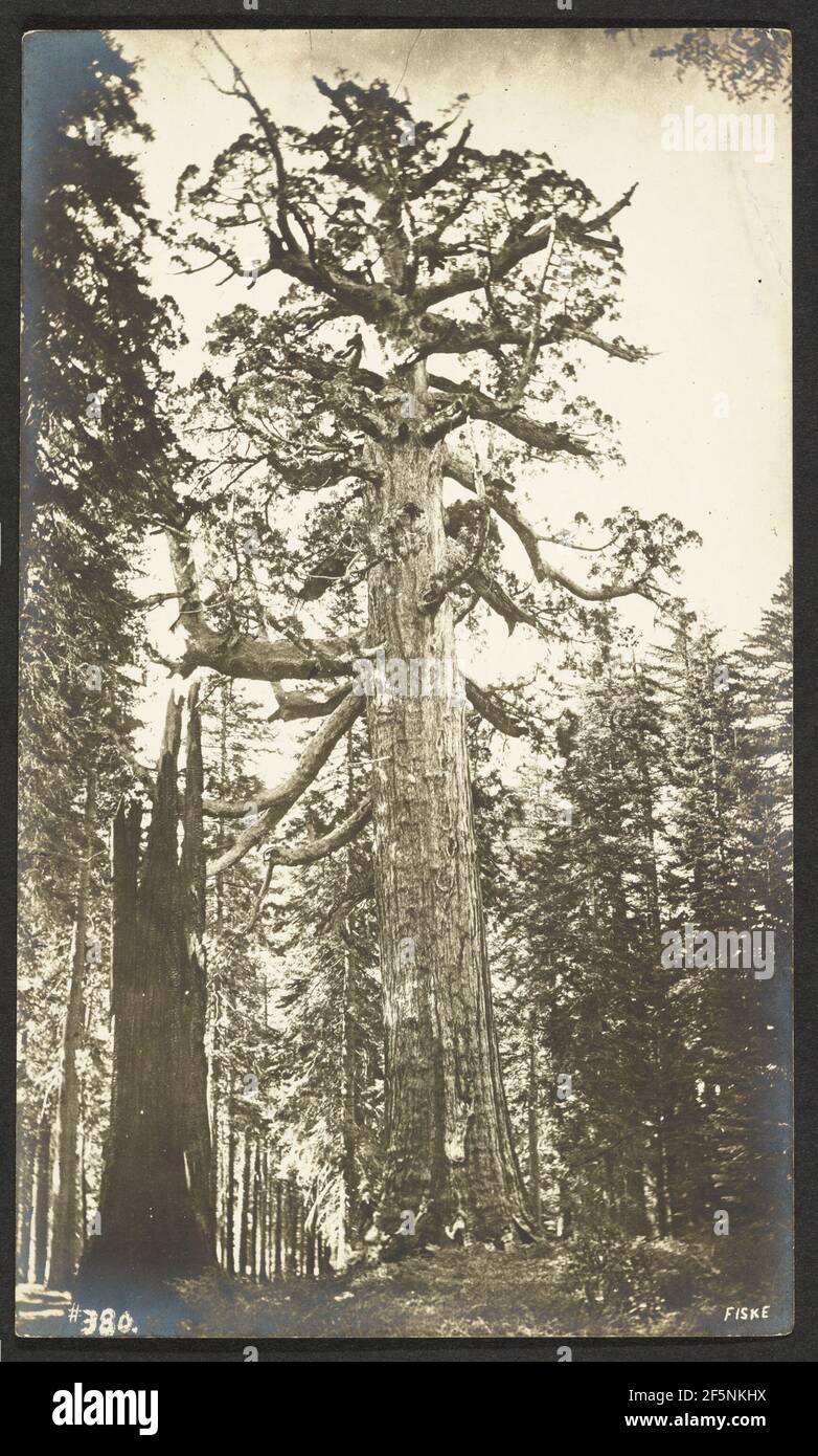 Grizzly Giant (diameter, 33 feet). Mariposa Grove.. George Fiske ...