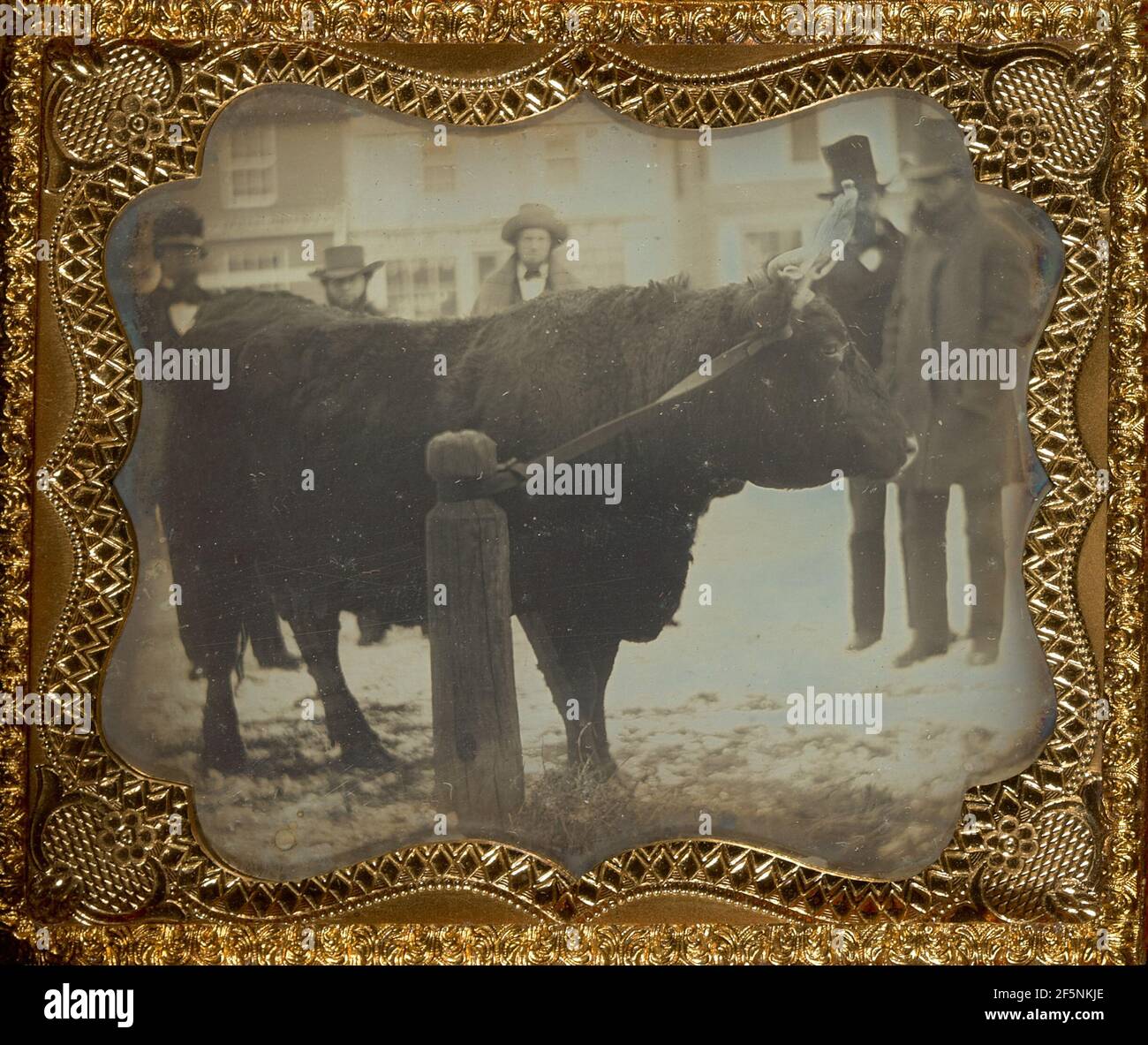 Four Men Posed with a Bull. Unknown maker, American Stock Photo - Alamy